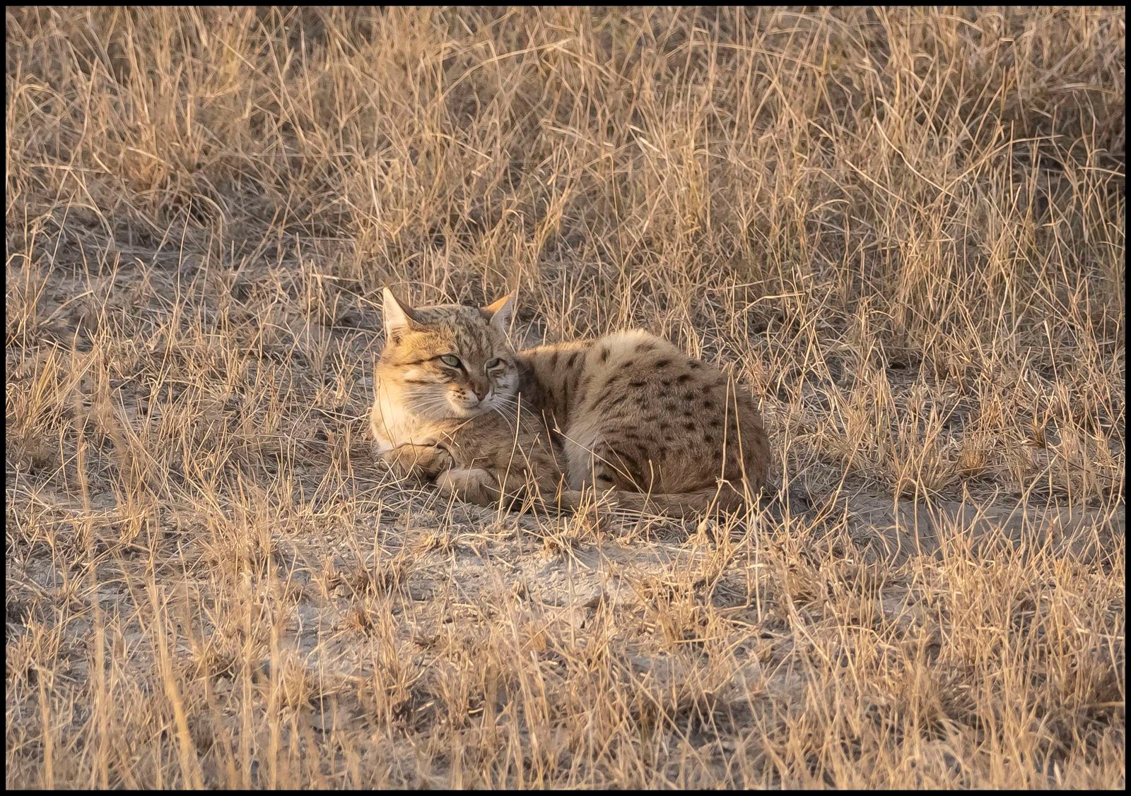 cat and its lair…, Indian desert cat, Tal Chappar, Rajasthan