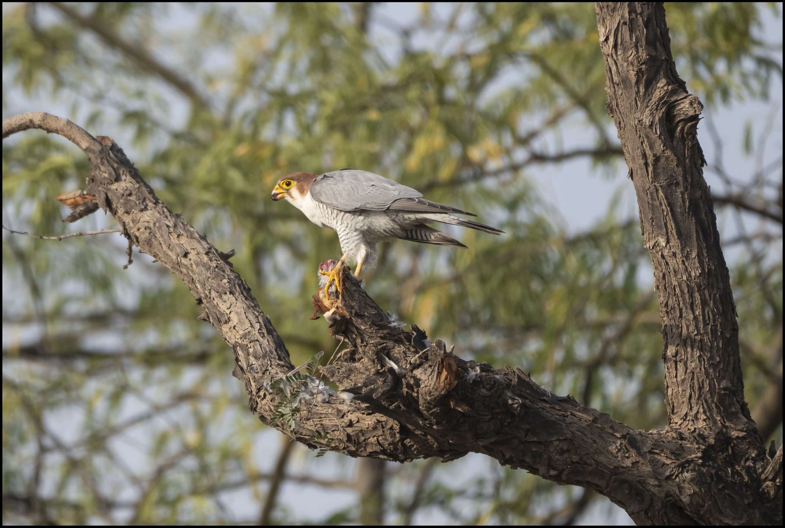 Falcons and their fecundity… - travel travails and heck