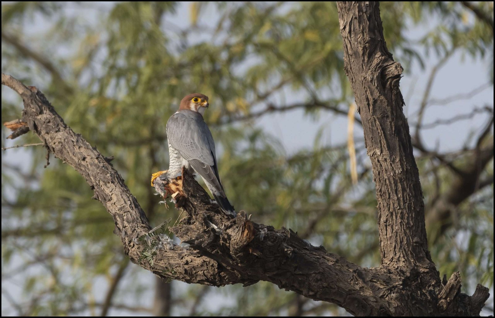 Falcons and their fecundity… - travel travails and heck