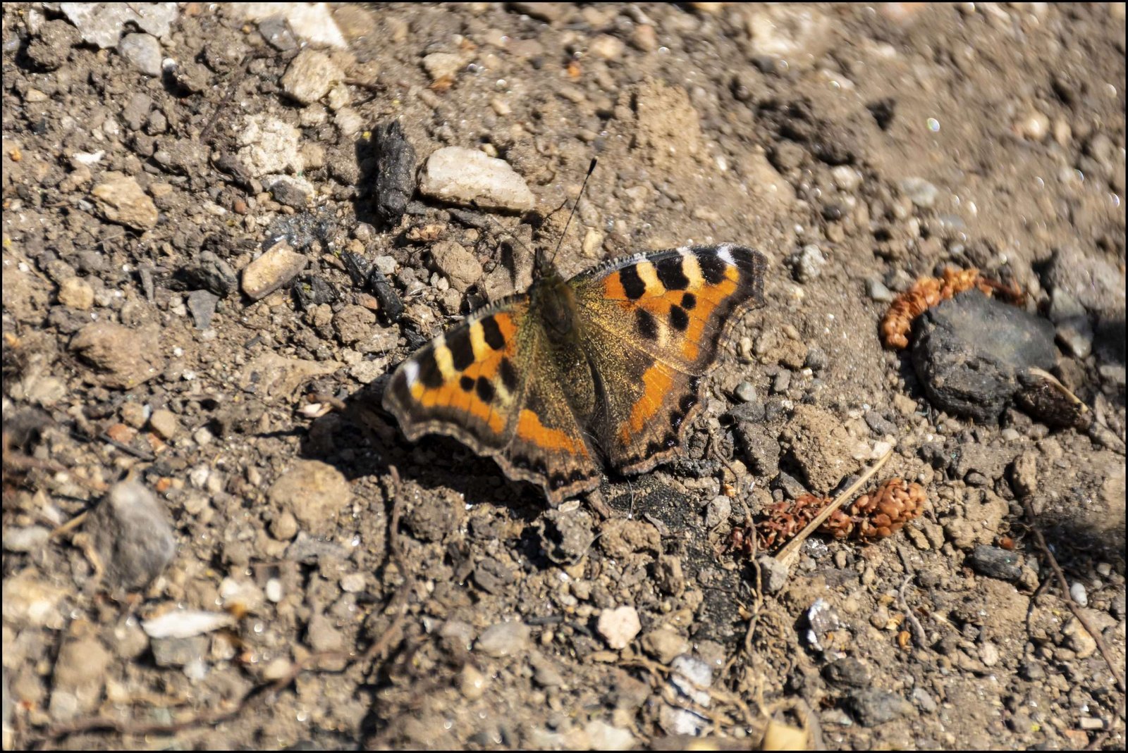 Spring in the backyard… - travel travails and heck