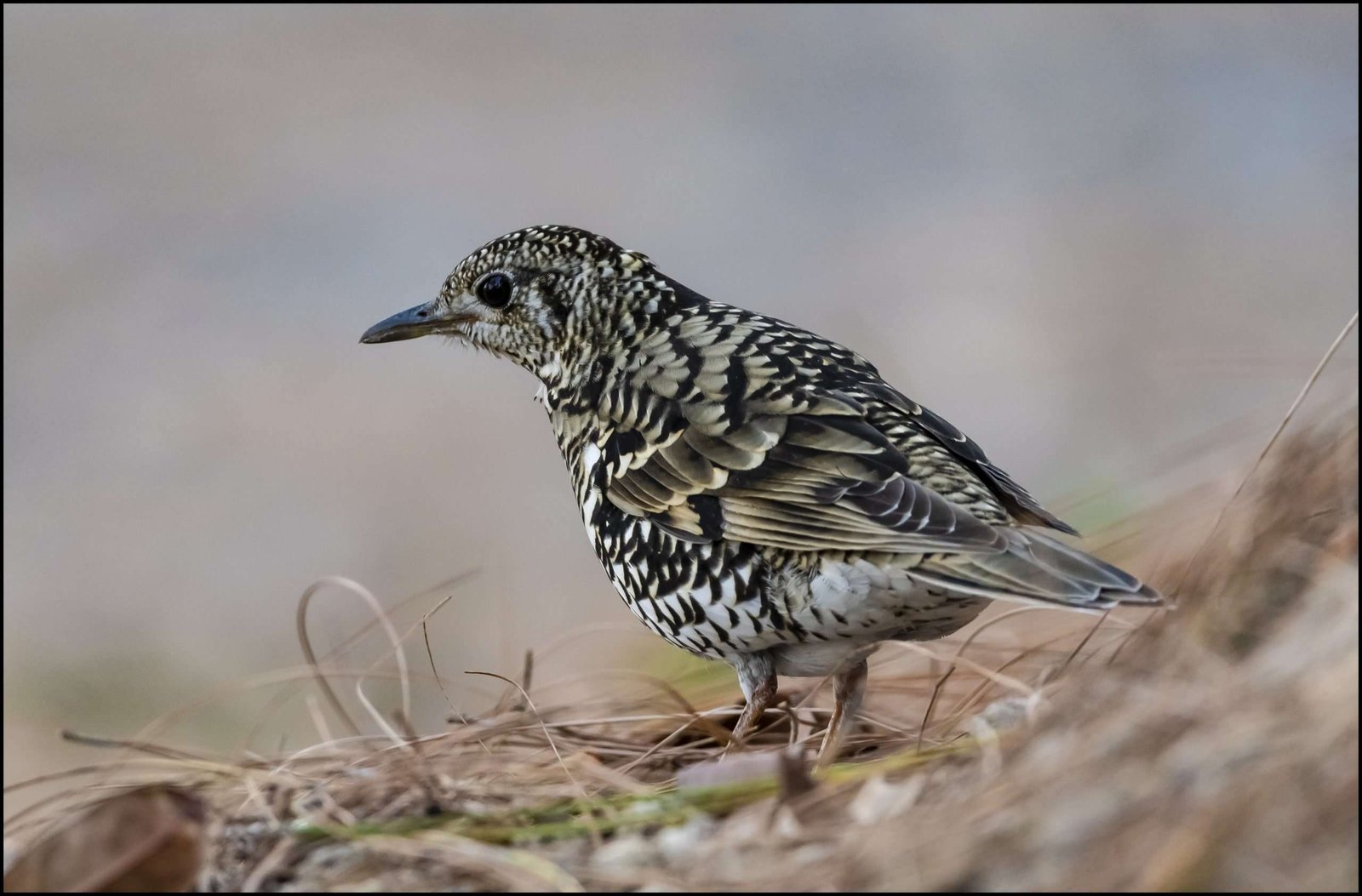 Thrush, threshing… – travel travails and heck