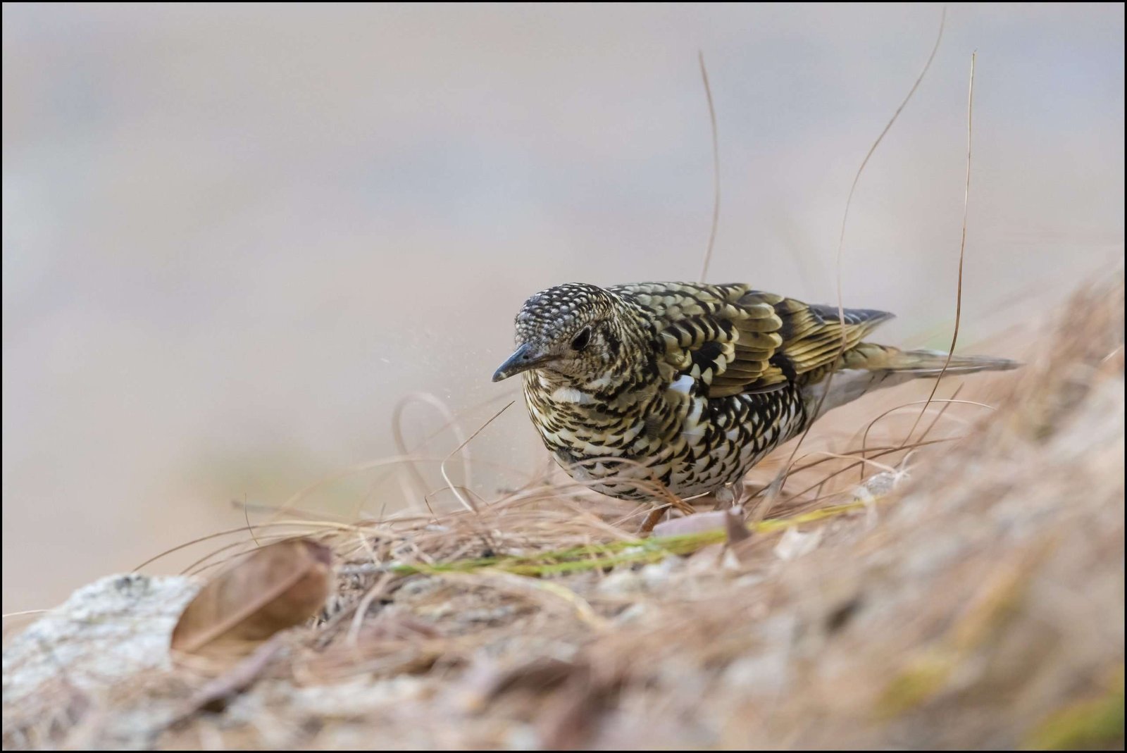 Thrush, threshing… – travel travails and heck