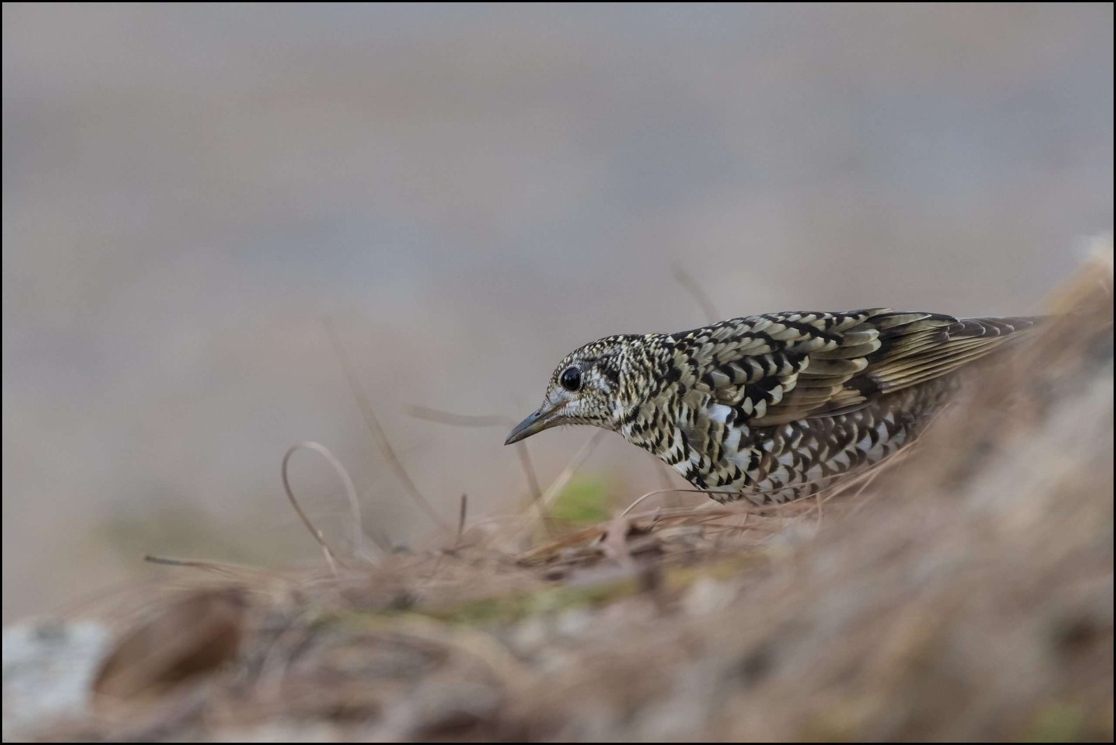 Thrush, threshing… – travel travails and heck