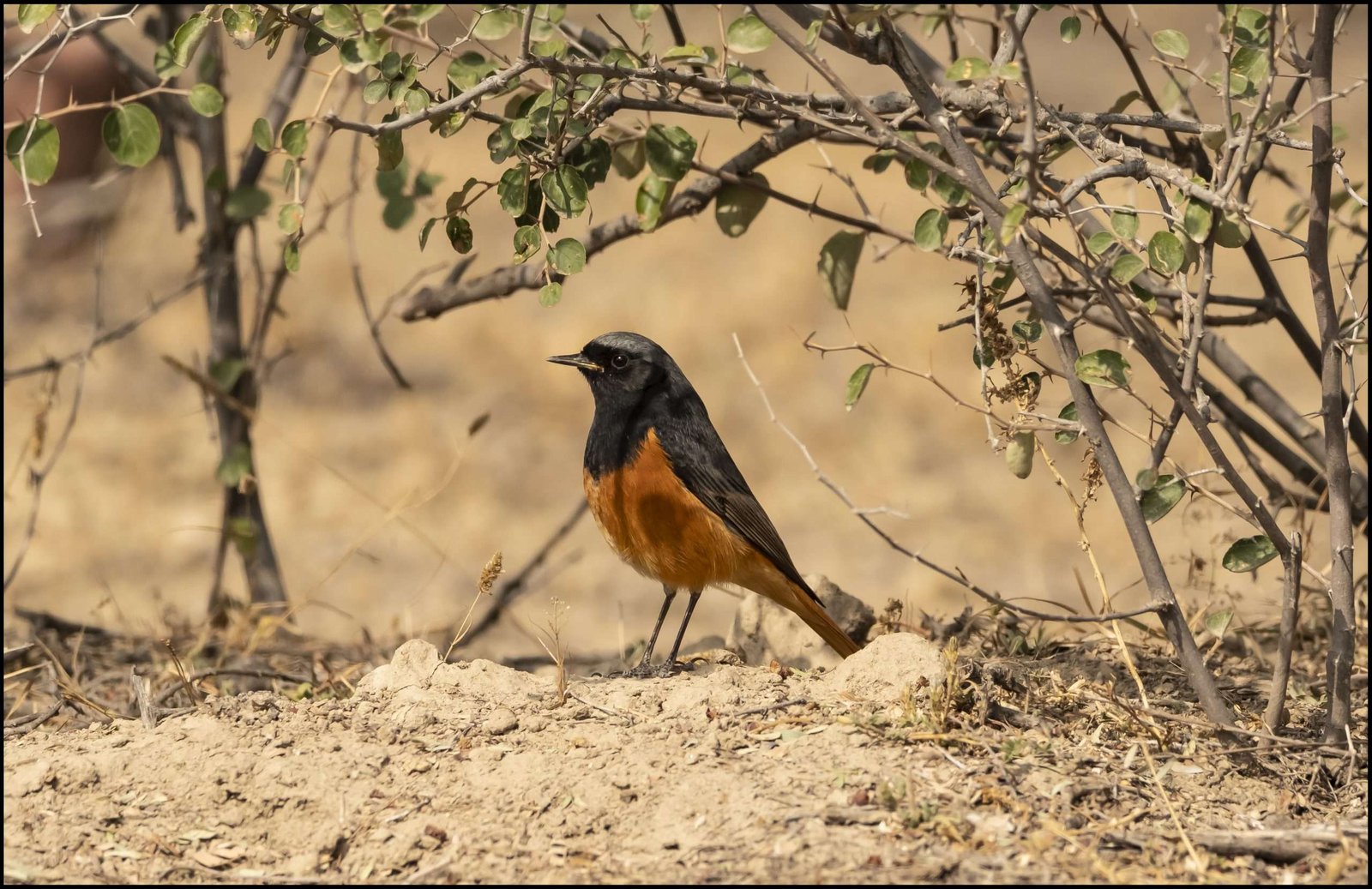 Housekeepers, the avian kind… - travel, travails and heck...