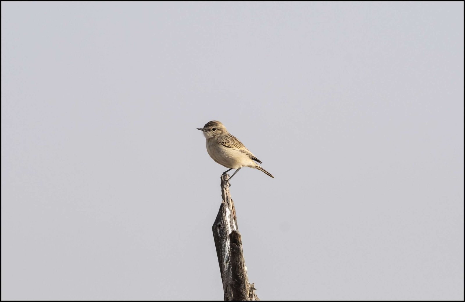 Housekeepers, the avian kind… - travel, travails and heck...