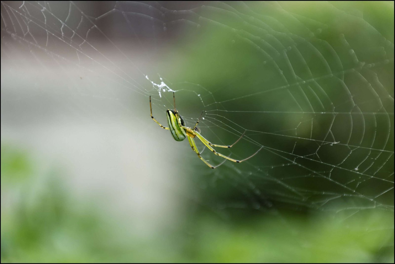 Spiders and their symmetrical solitude - travel travails and heck