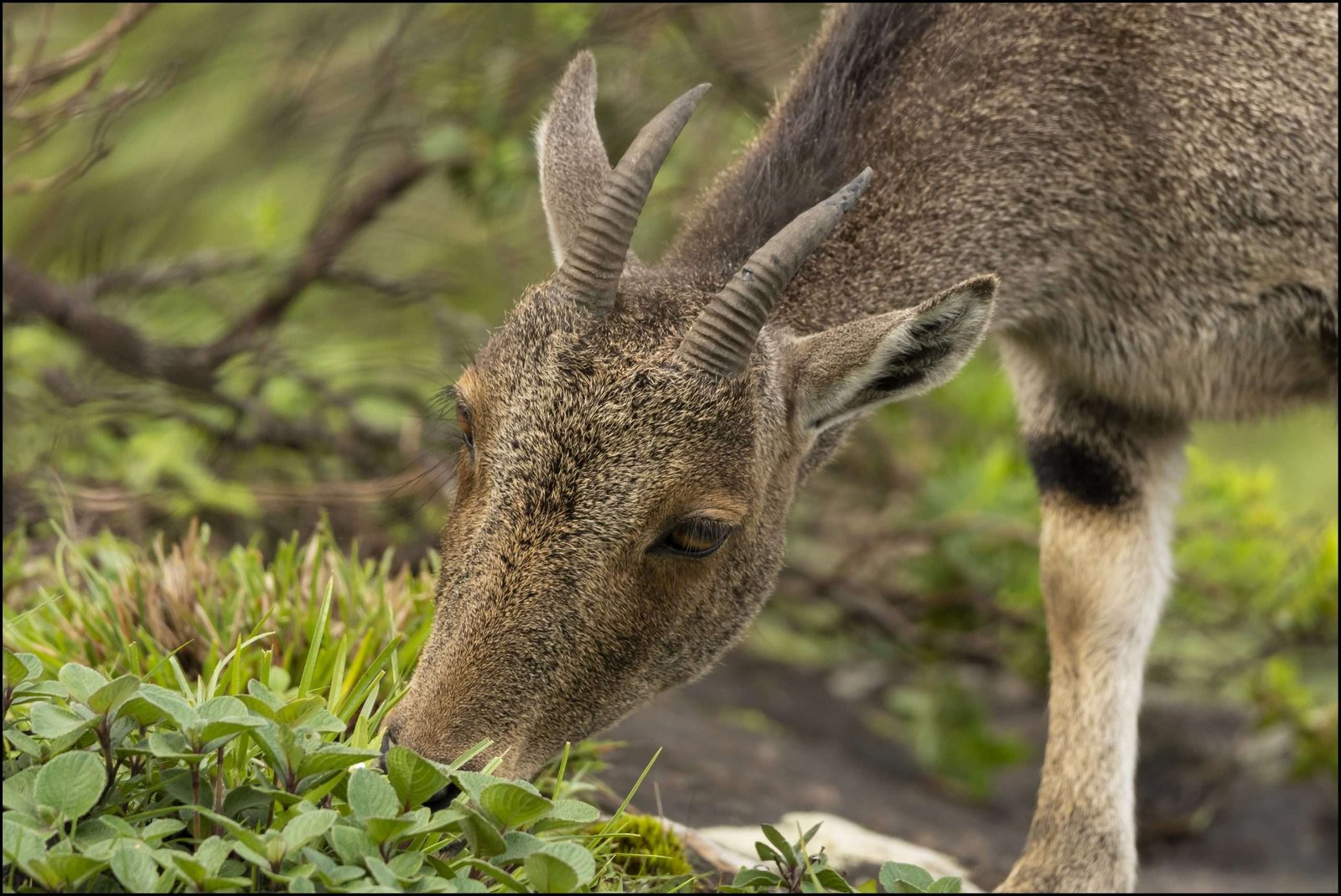 Tahrs, ruminating... - travel travails and heck