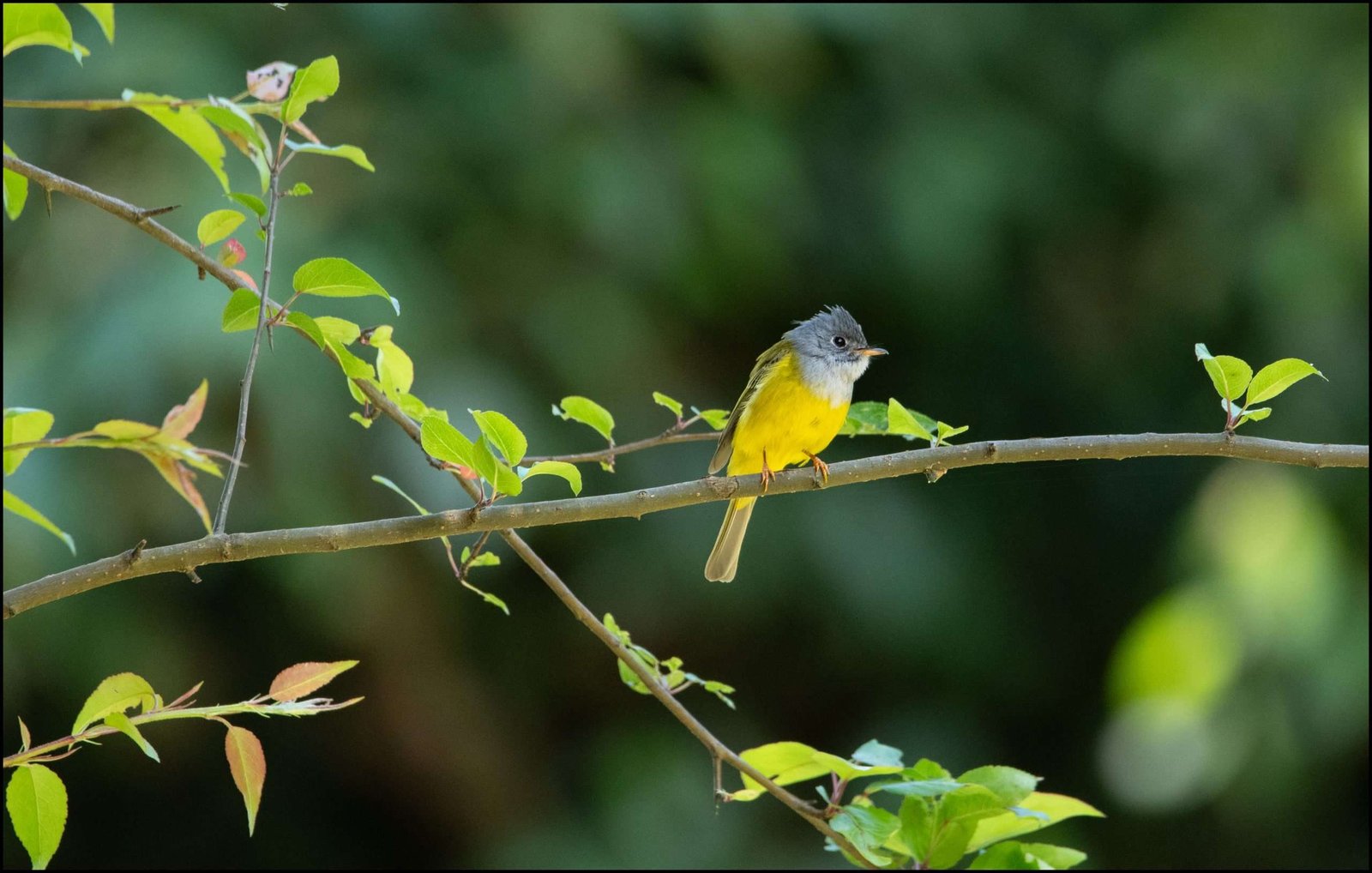 Flycatchers and their fidget… - travel, travails and heck...