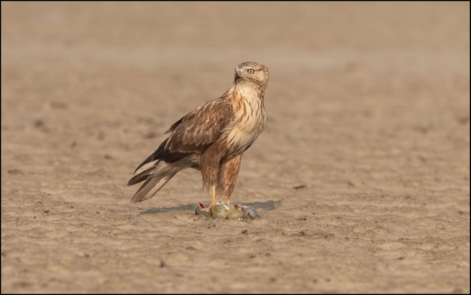 Buzzards and their humble buzz… - travel travails and heck