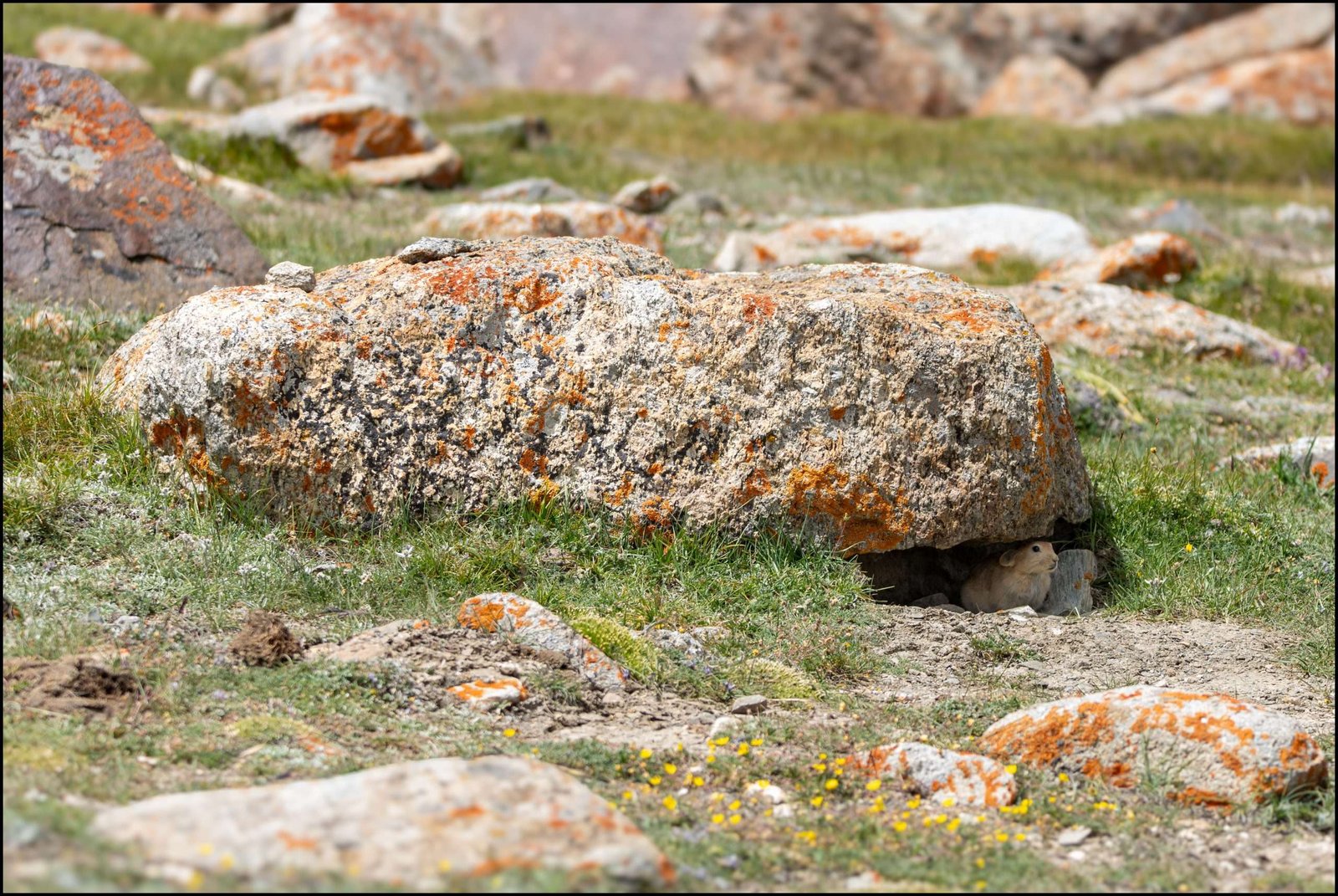 Pikas and their peekaboo - travel travails and heck