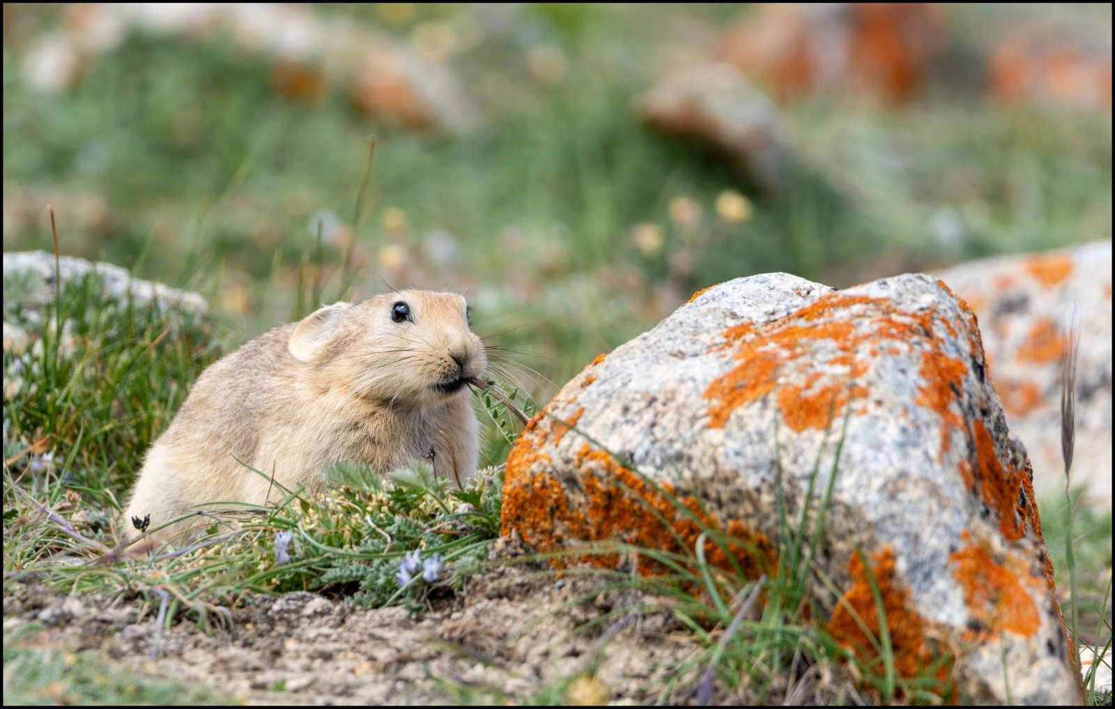 Pikas and their peekaboo - travel travails and heck