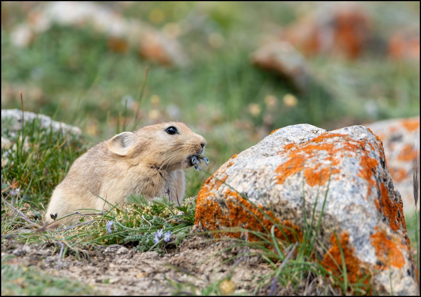 Pikas and their peekaboo - travel travails and heck