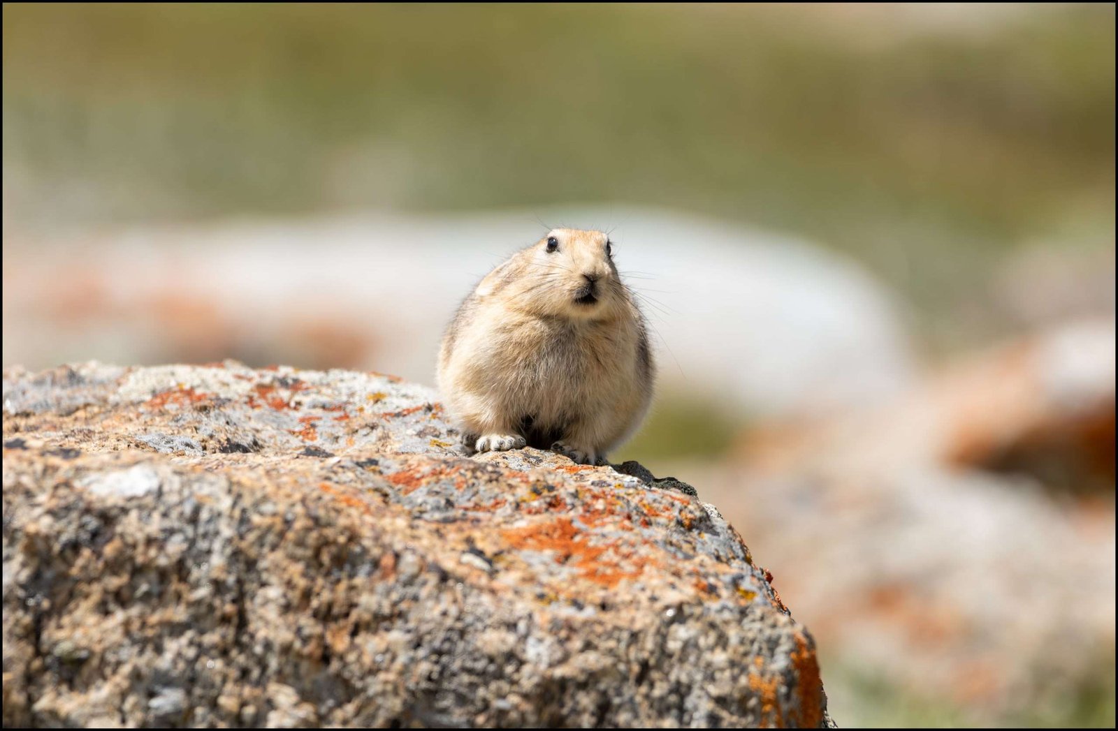 Pikas and their peekaboo - travel travails and heck