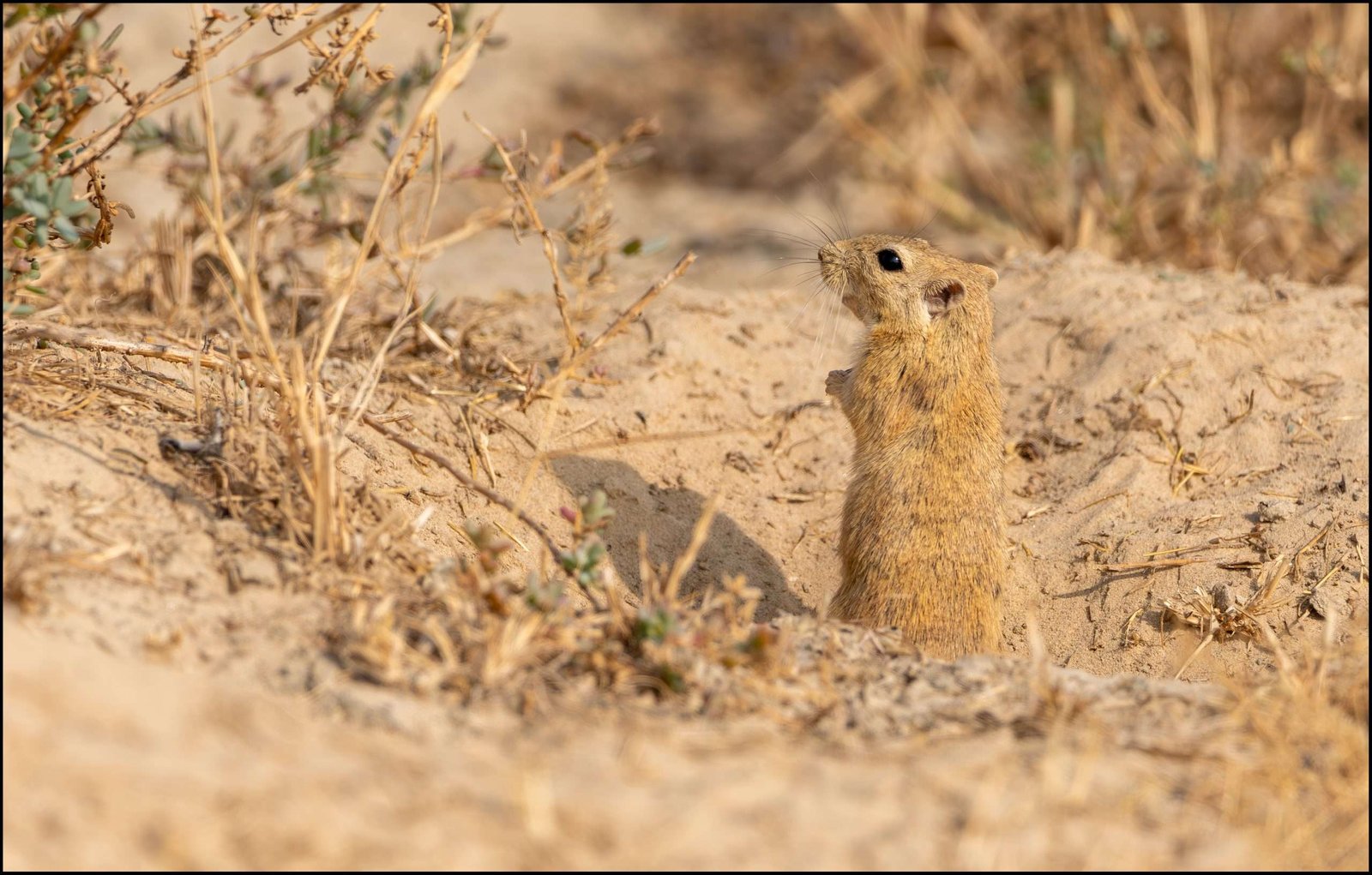 Jirds and a plucky existence… - travel travails and heck