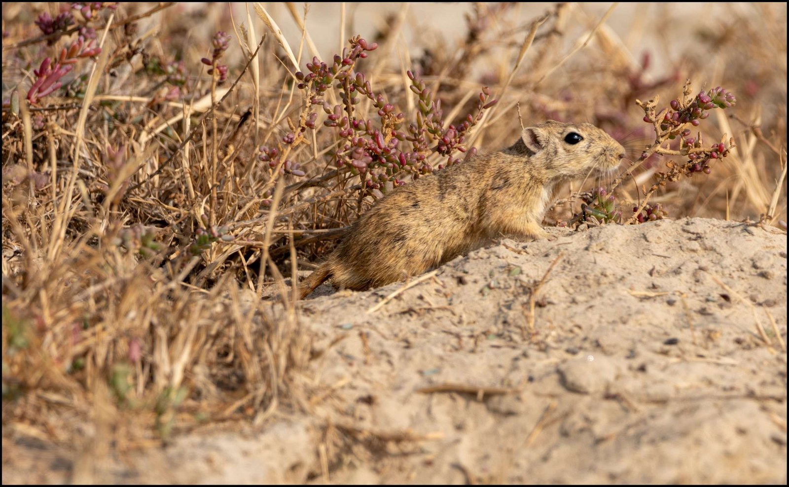 Jirds and a plucky existence… - travel travails and heck