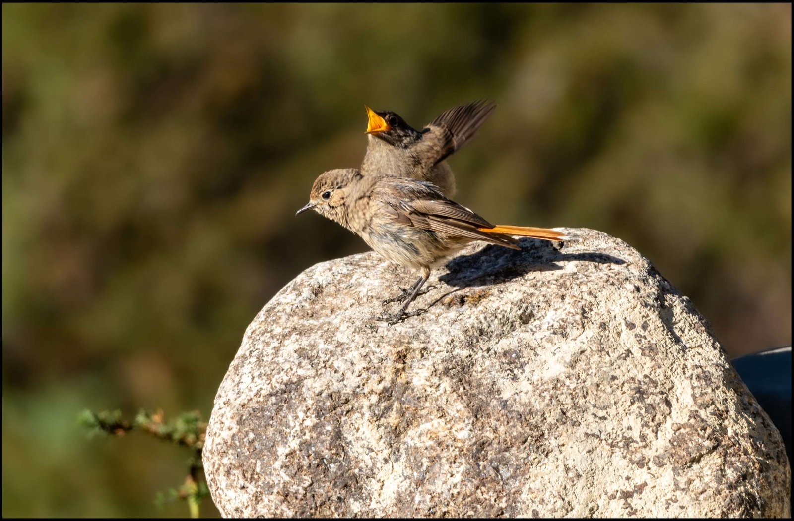 Redstarts and a family frenzy - travel travails and heck