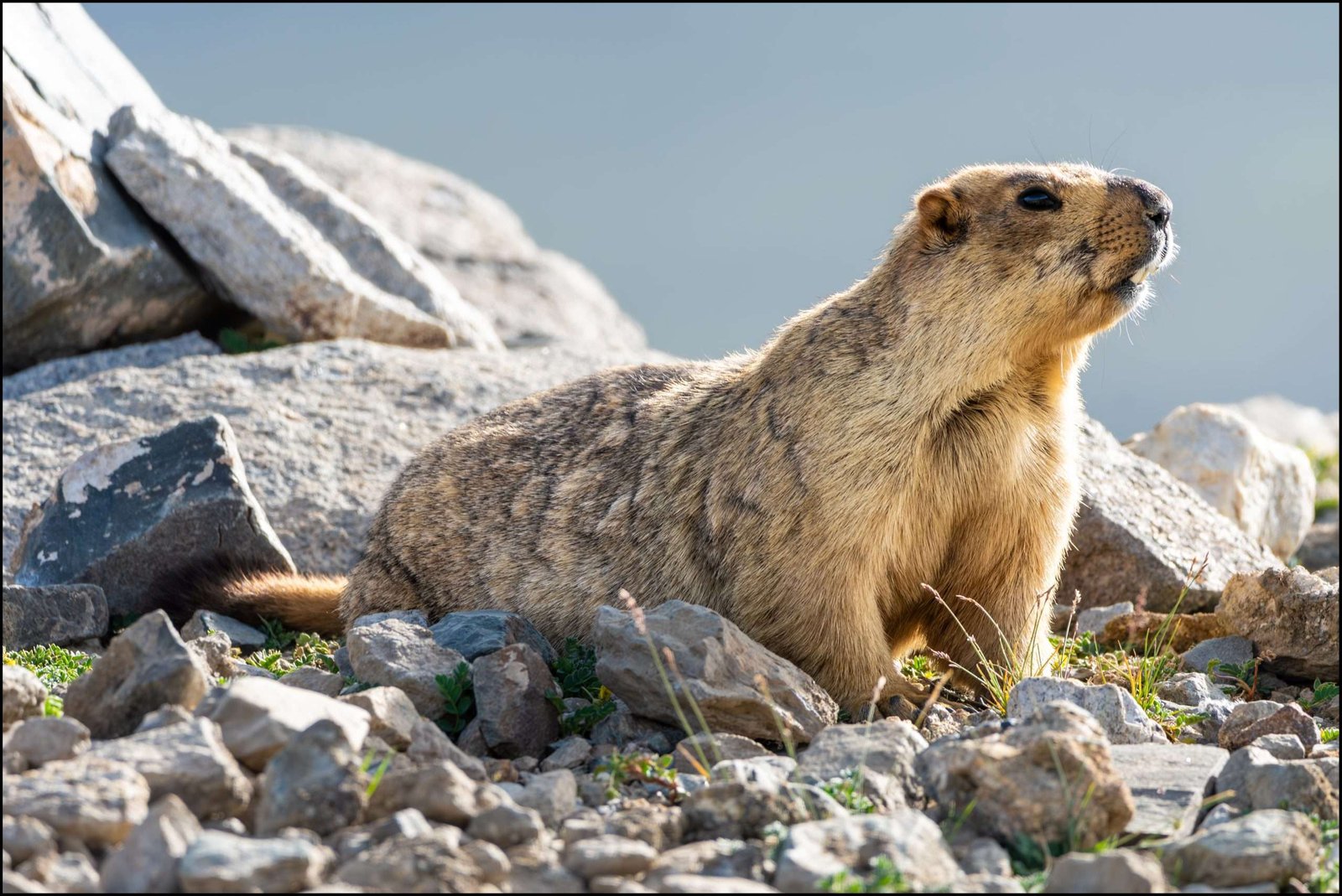 Marmots and their dreamy domain… - travel travails and heck