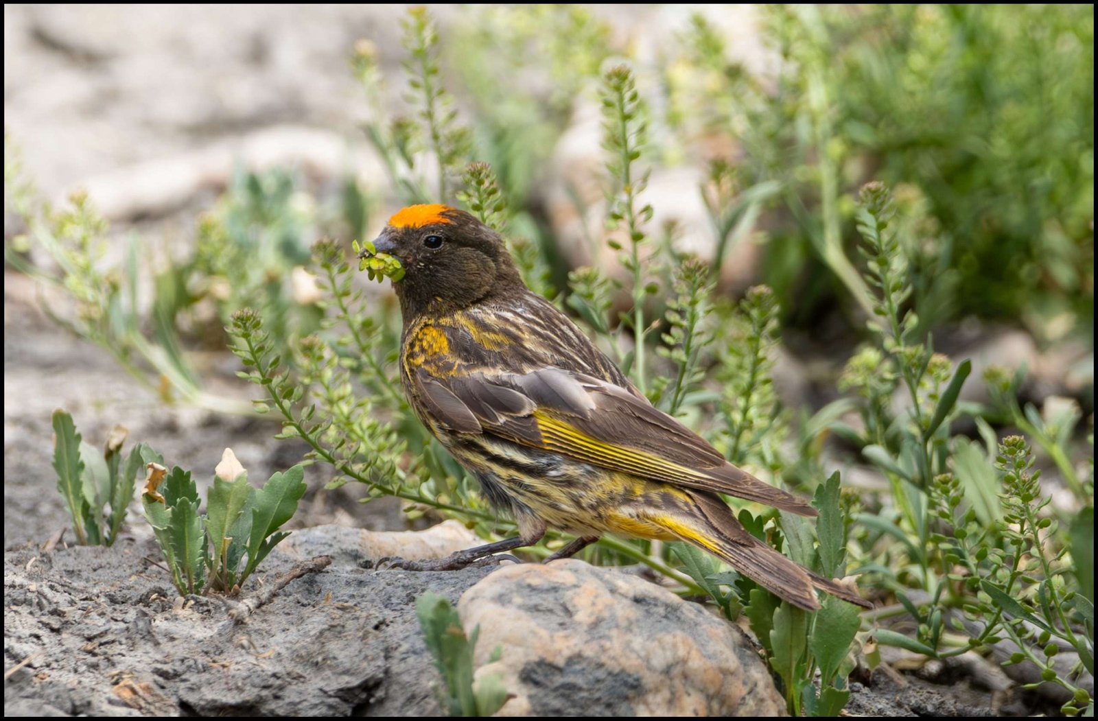 Serin on a sultry afternoon… - travel travails and heck