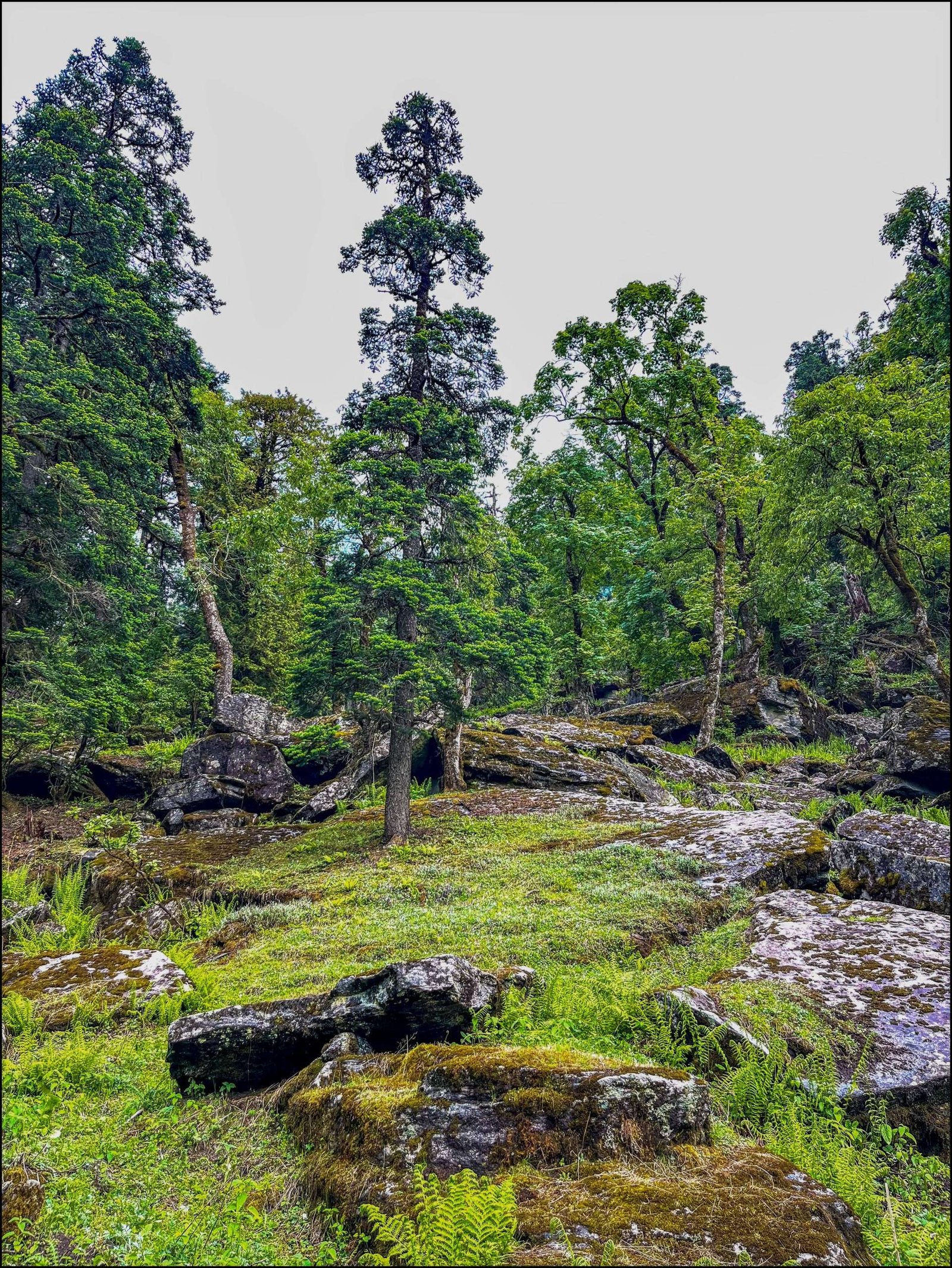 Forests in their fecund reveries… - travel travails and heck